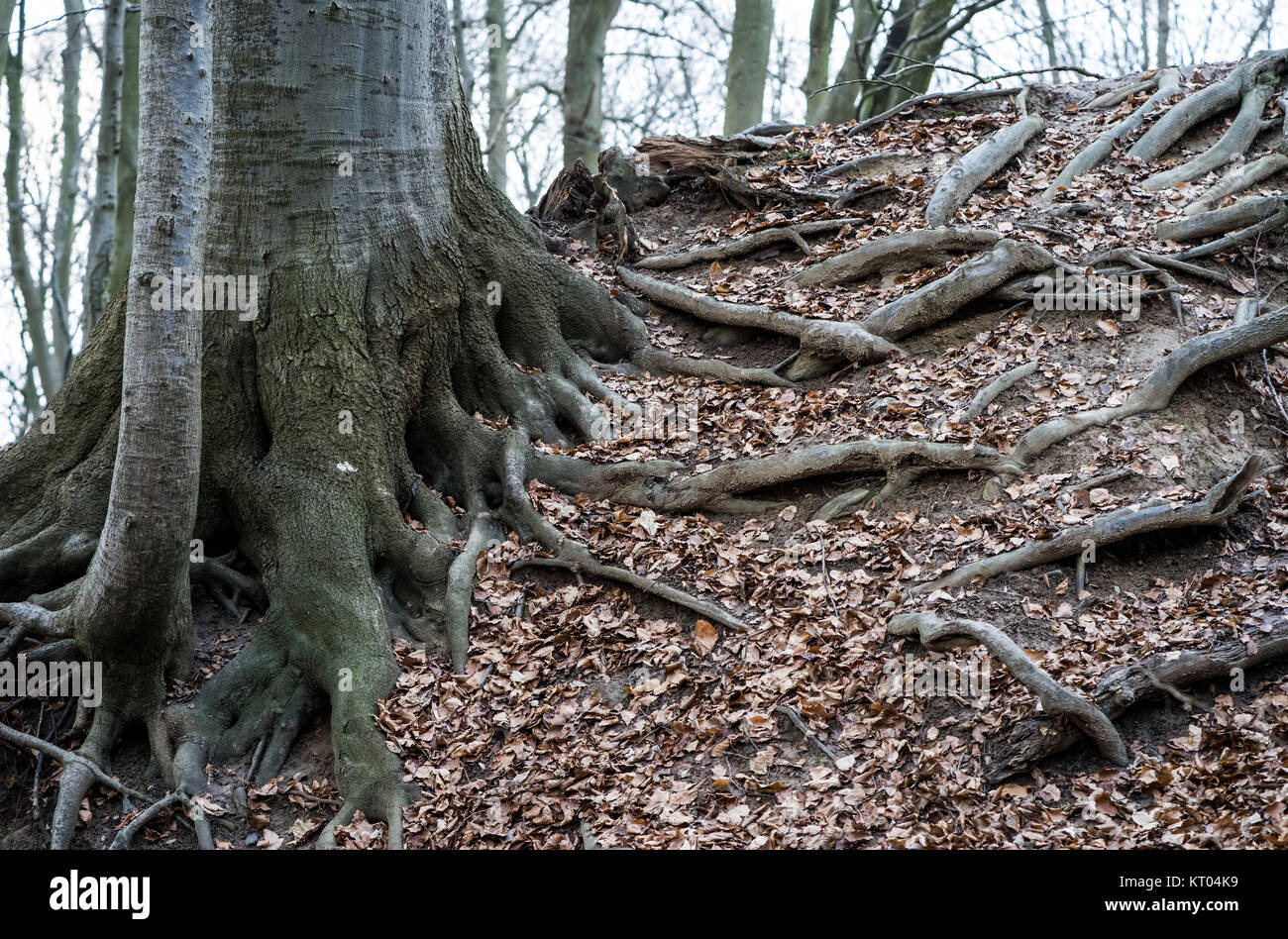Fig tree roots underground hi-res stock photography and images - Alamy