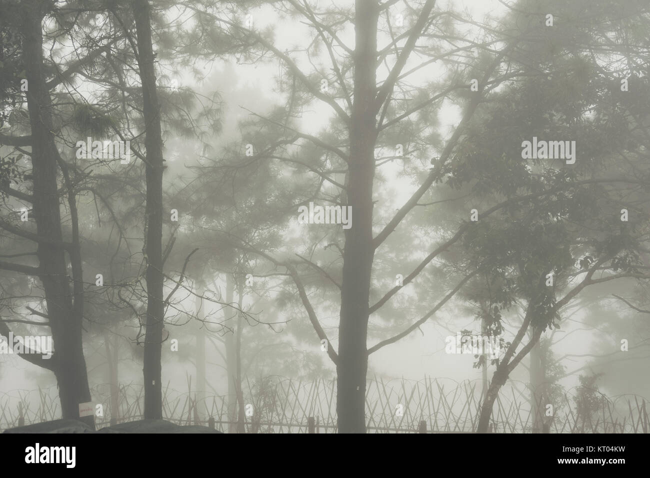 fog and mist in pine tree forest. nature landscape in the morning Stock ...