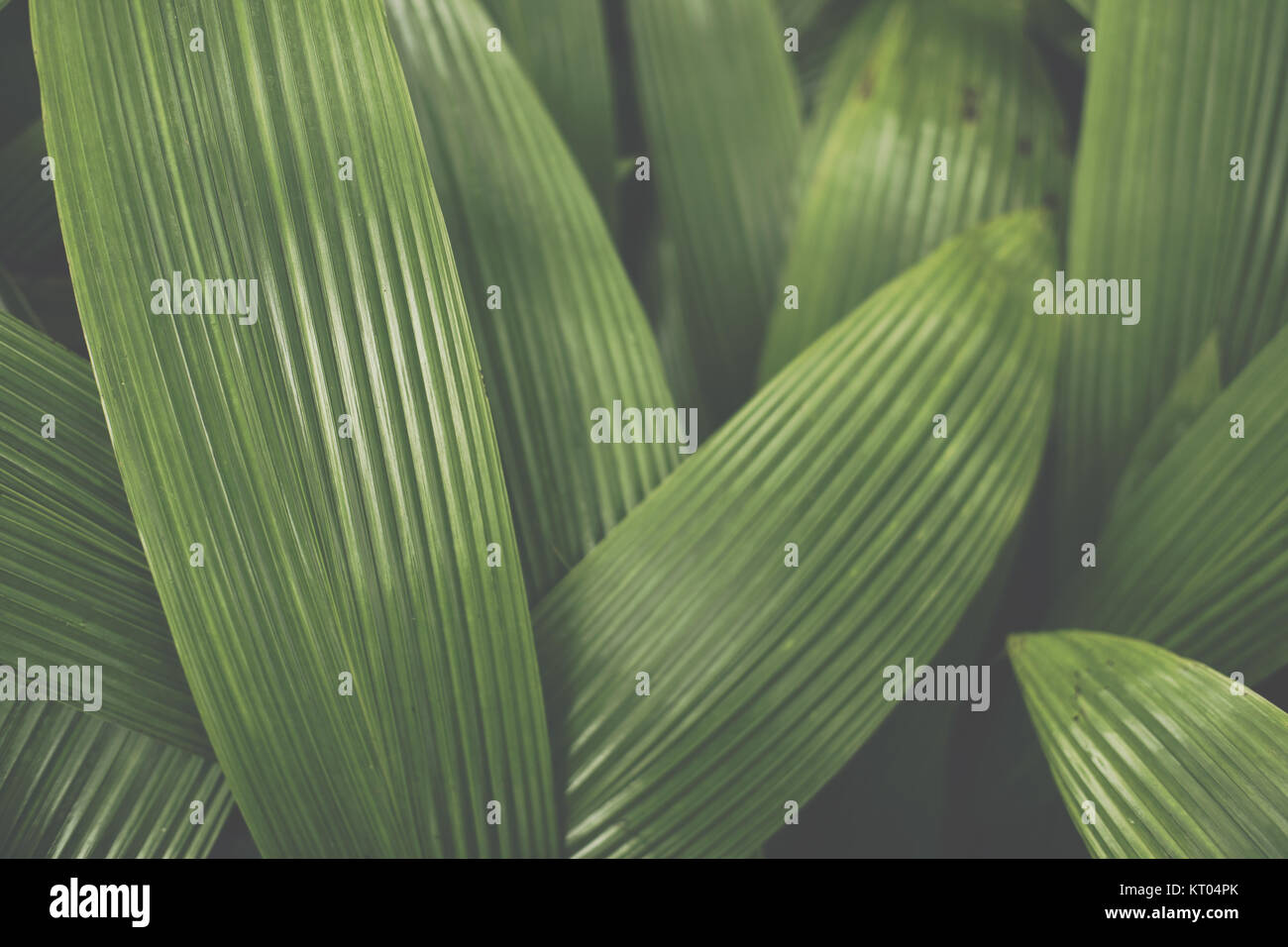 plant leaf abstract background. tree leaves pattern. green foliage ...