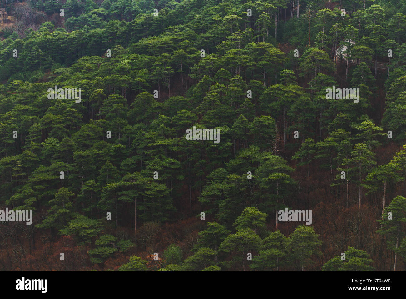 Above the pine forest. Trees background Stock Photo - Alamy
