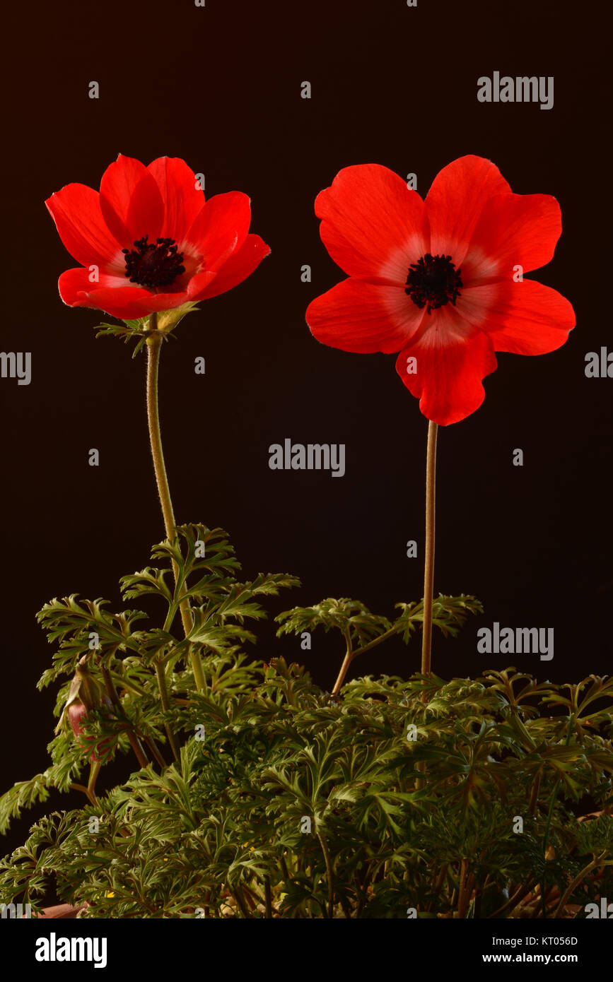 Anemone is a genus of about 200 species of flowering plants in the ...