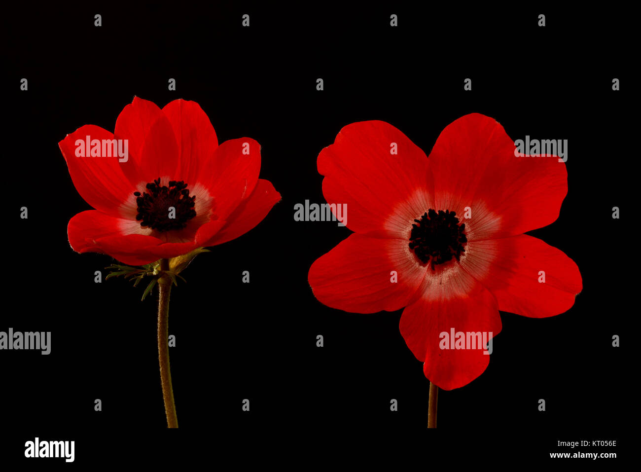 Anemone is a genus of about 200 species of flowering plants in the ...