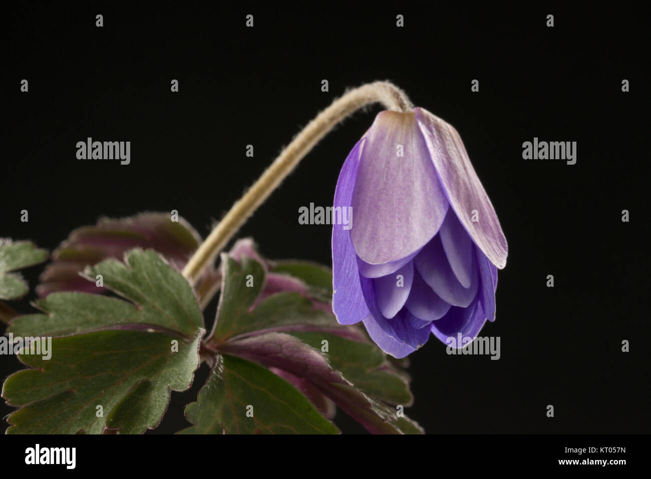 Anemone is a genus of about 200 species of flowering plants in the ...