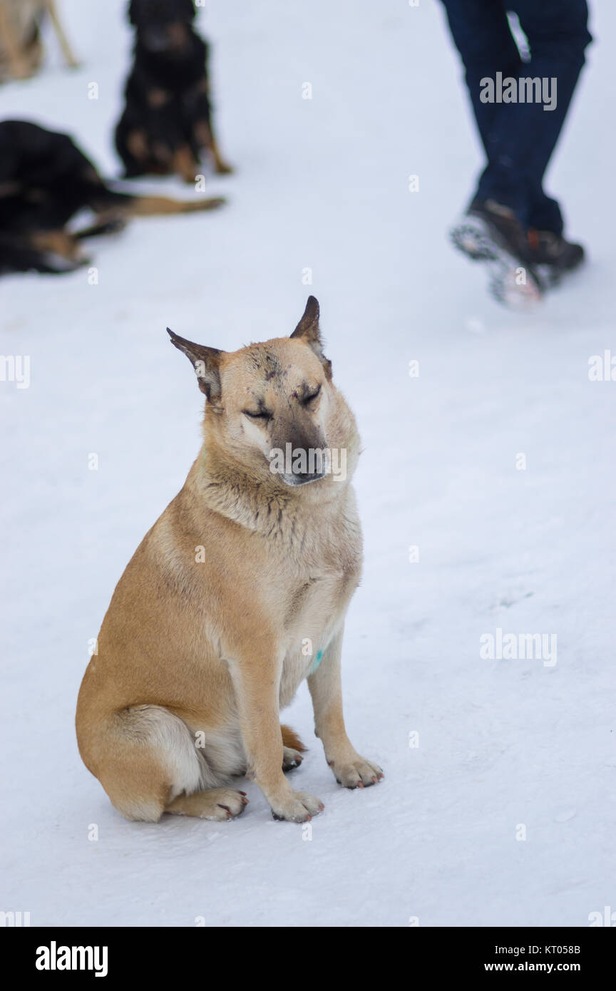 Cute mixed breed stray dog with scars received in street dog fights ...
