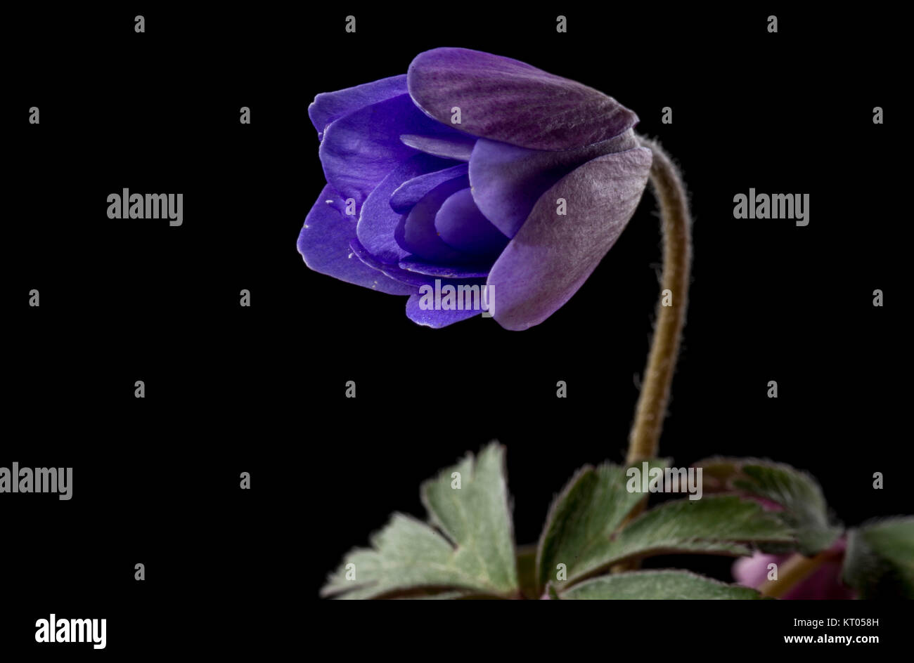 Anemone is a genus of about 200 species of flowering plants in the ...