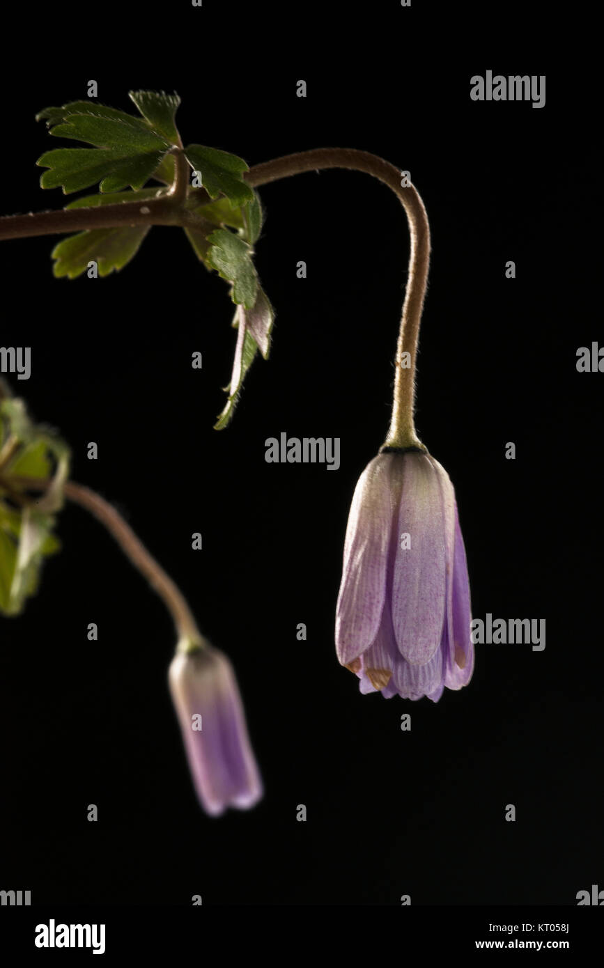Anemone is a genus of about 200 species of flowering plants in the ...