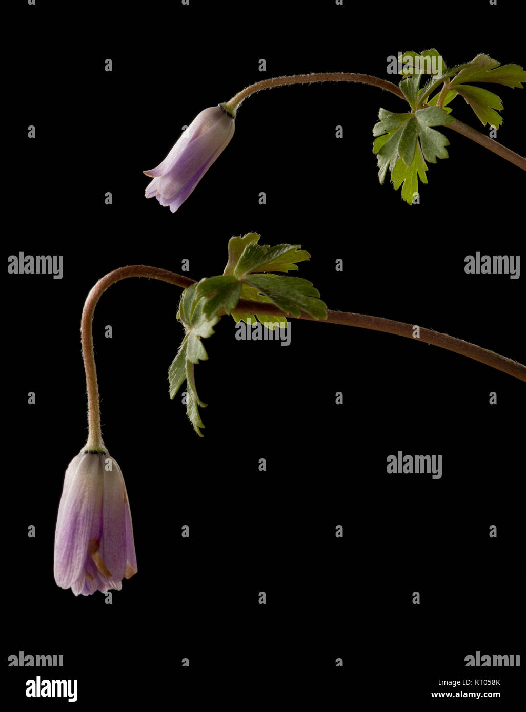 Anemone is a genus of about 200 species of flowering plants in the ...