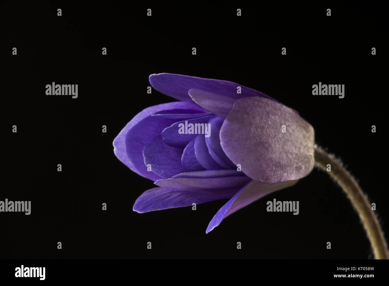 Anemone is a genus of about 200 species of flowering plants in the ...