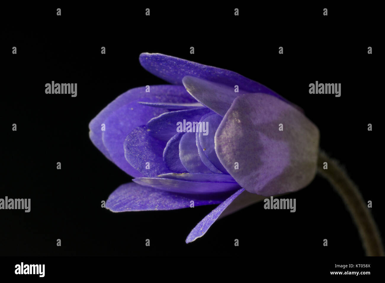 Anemone is a genus of about 200 species of flowering plants in the ...
