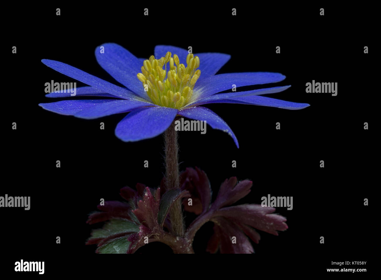 Anemone is a genus of about 200 species of flowering plants in the ...