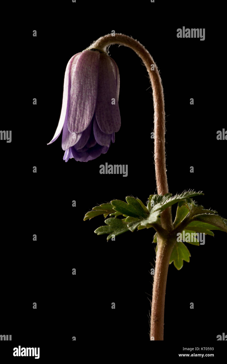 Anemone is a genus of about 200 species of flowering plants in the ...