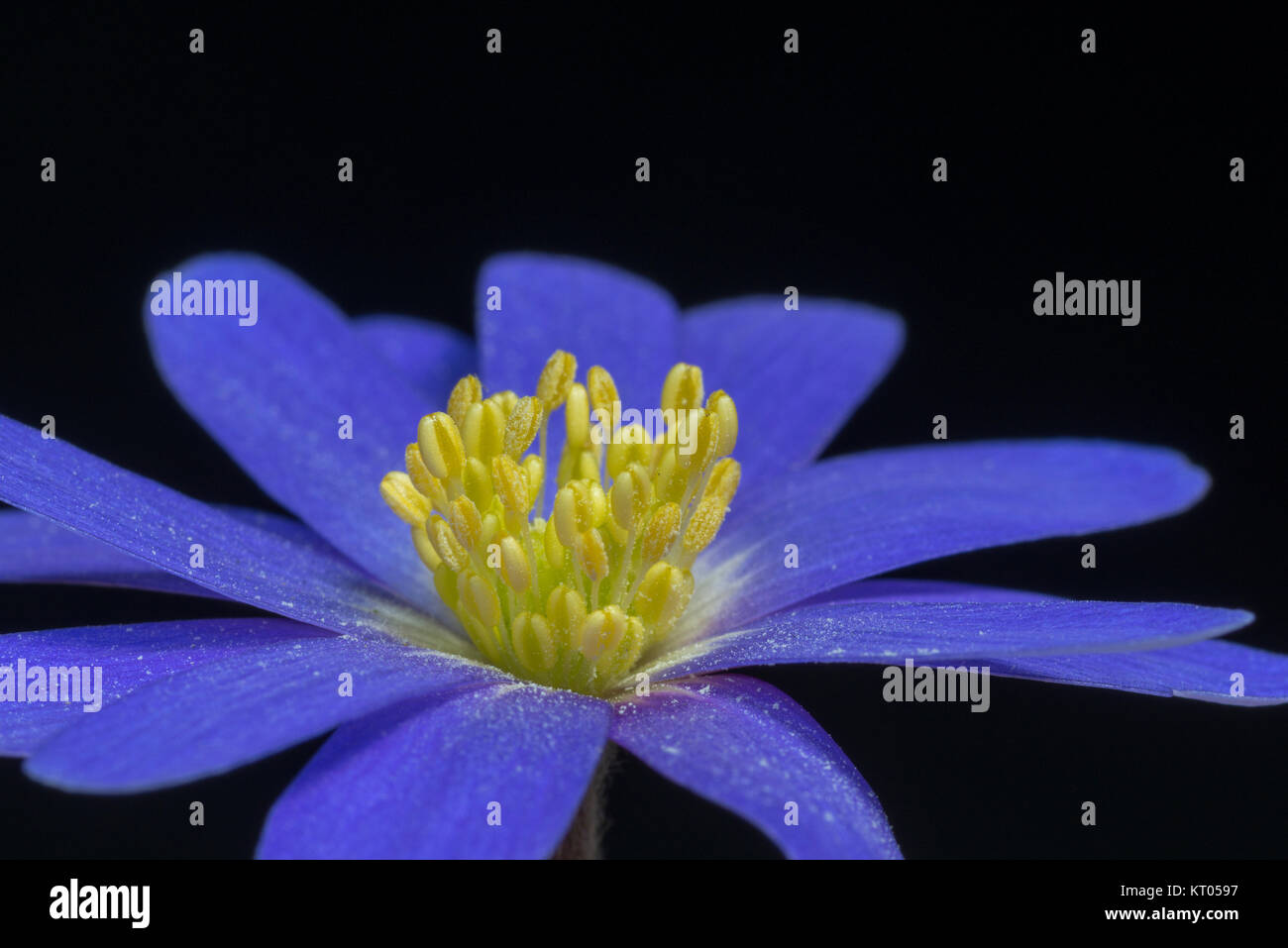 Anemone is a genus of about 200 species of flowering plants in the ...