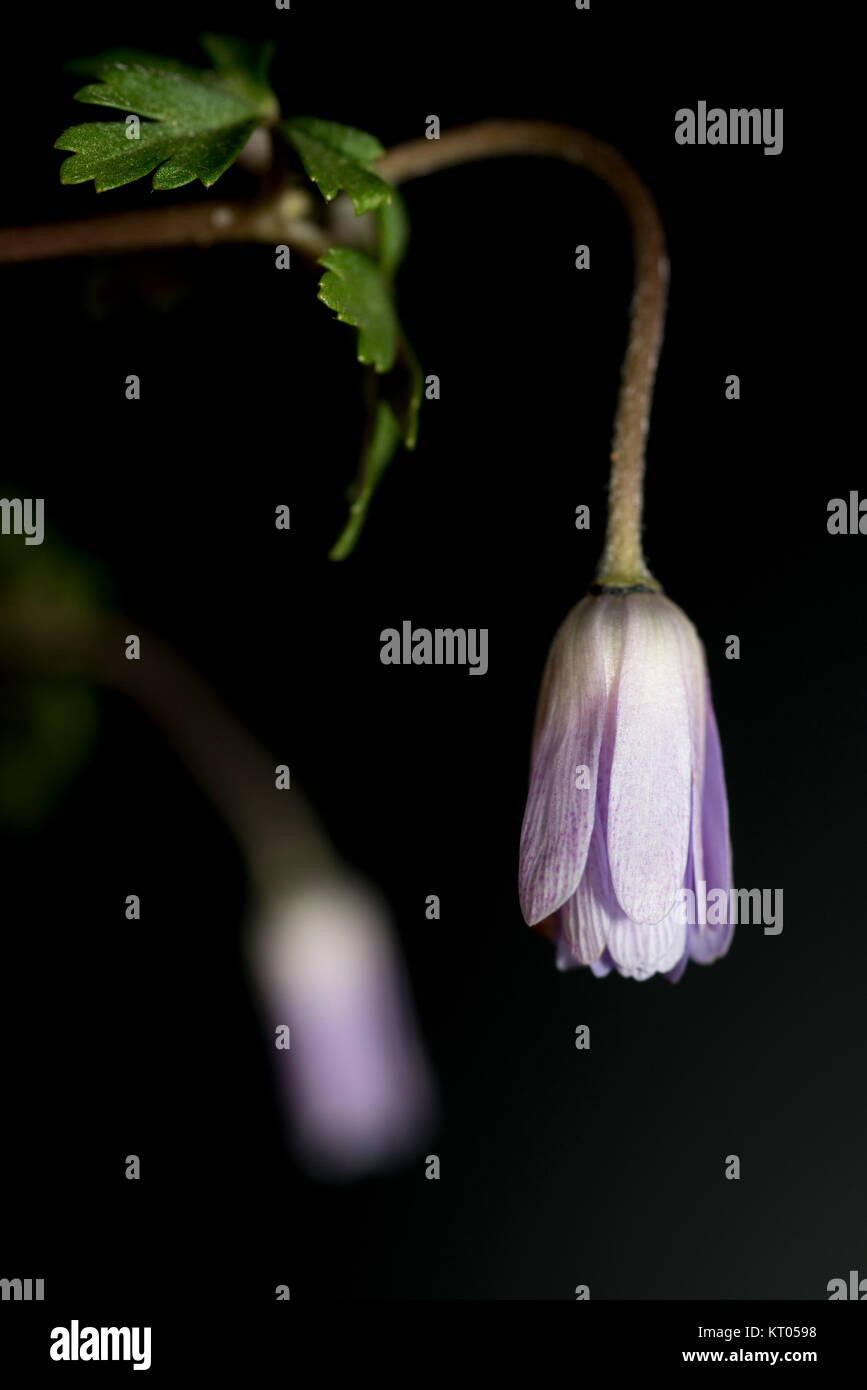 Anemone is a genus of about 200 species of flowering plants in the ...
