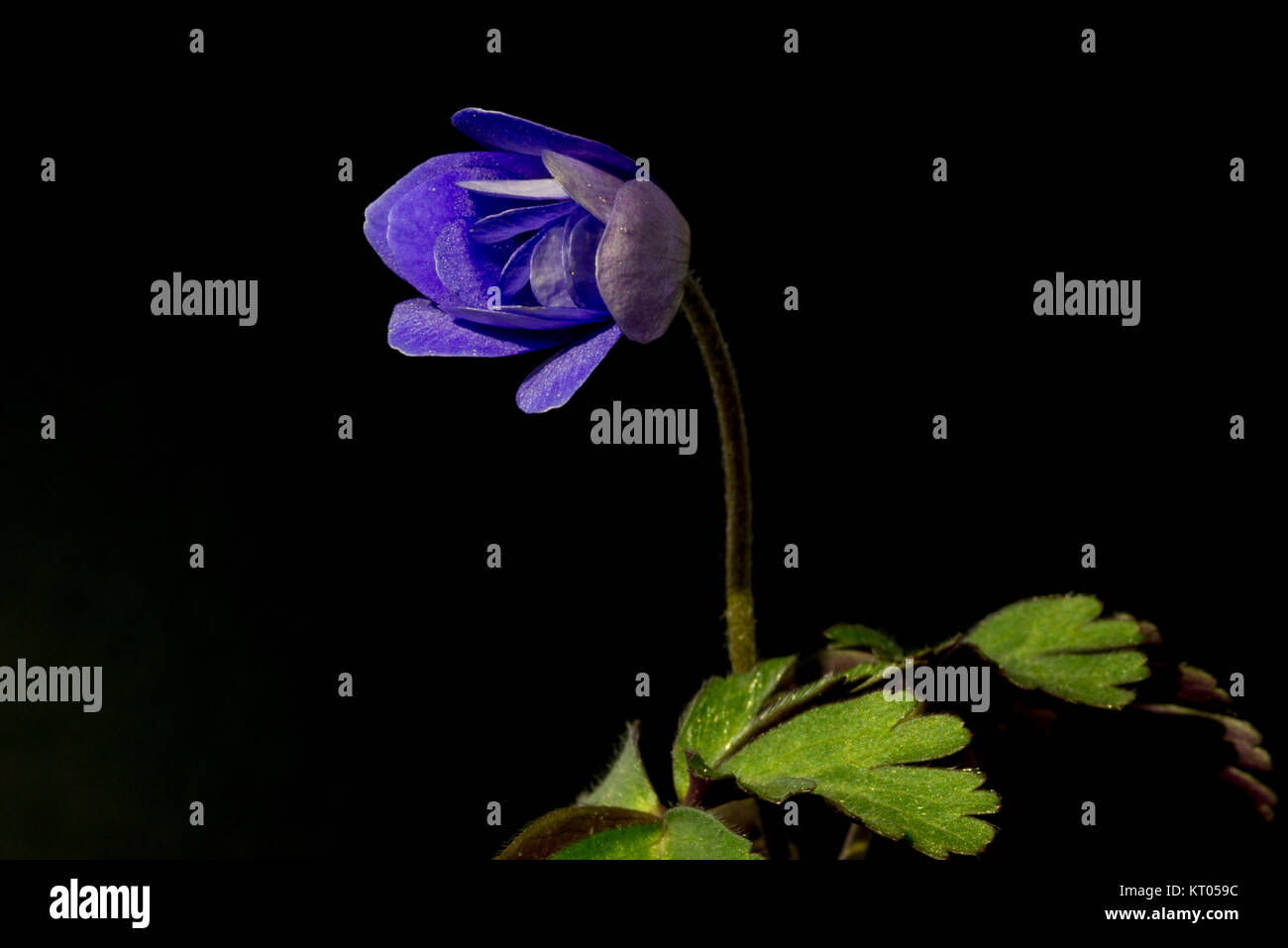 Anemone is a genus of about 200 species of flowering plants in the ...