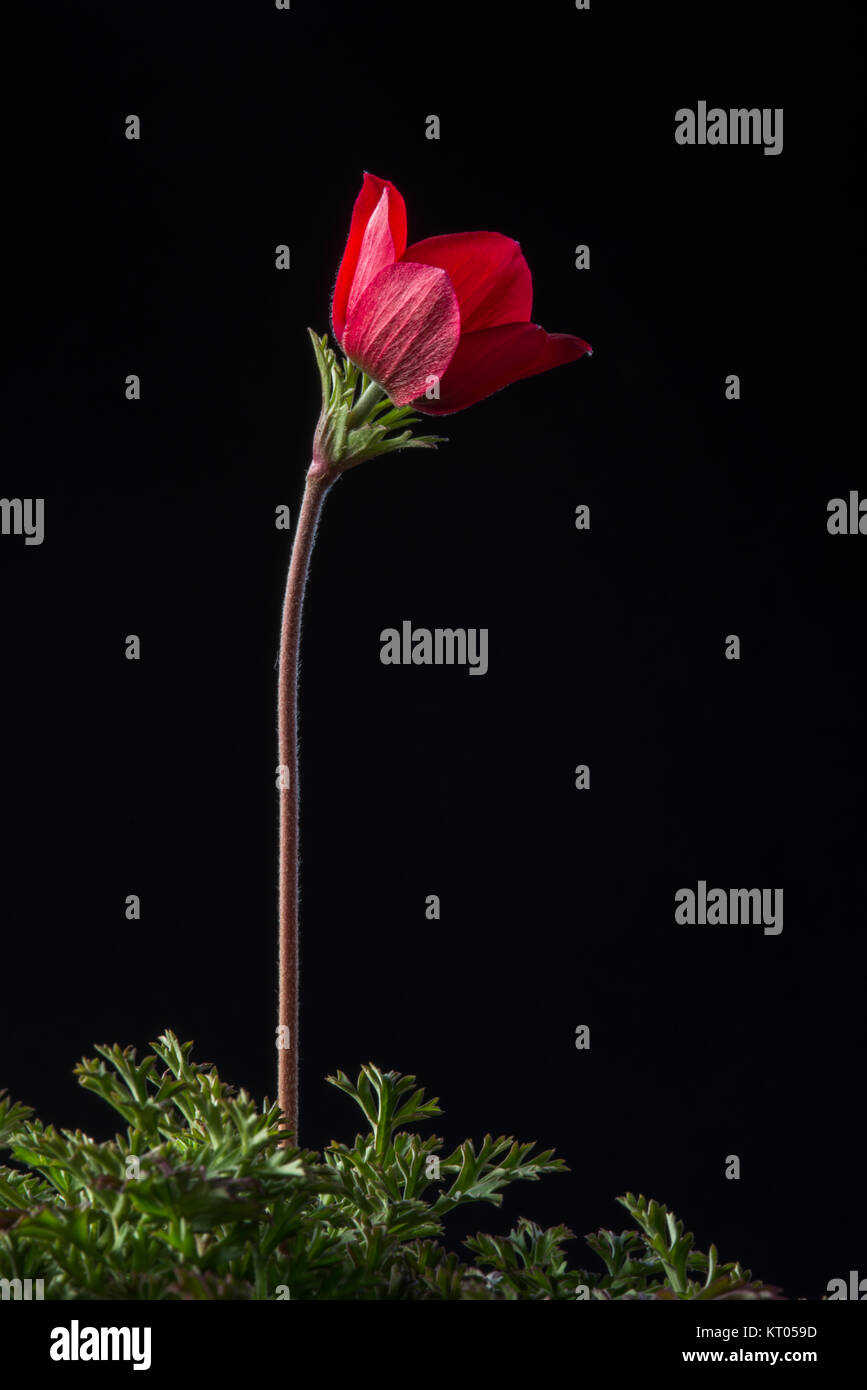 Anemone is a genus of about 200 species of flowering plants in the ...