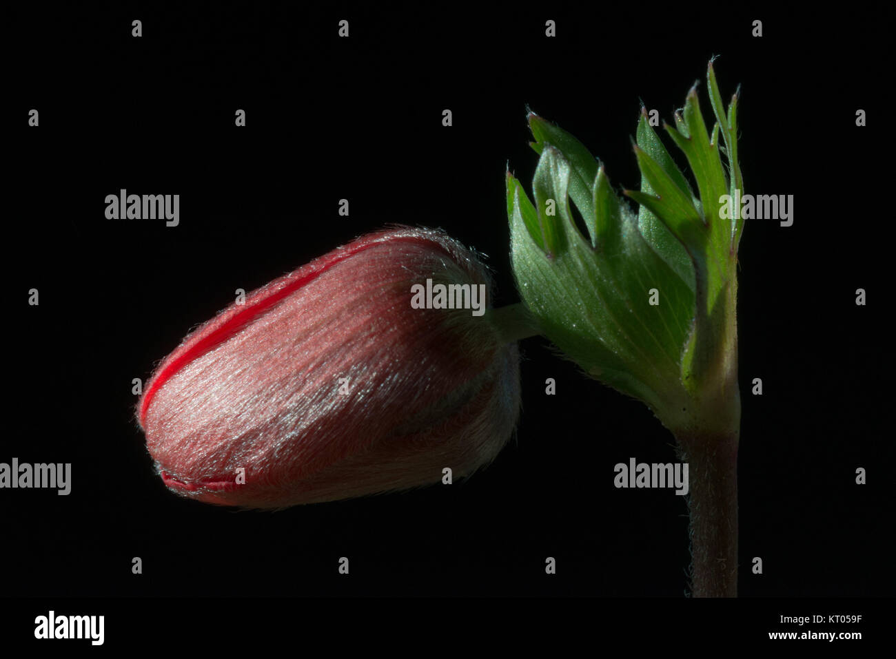 Anemone is a genus of about 200 species of flowering plants in the ...