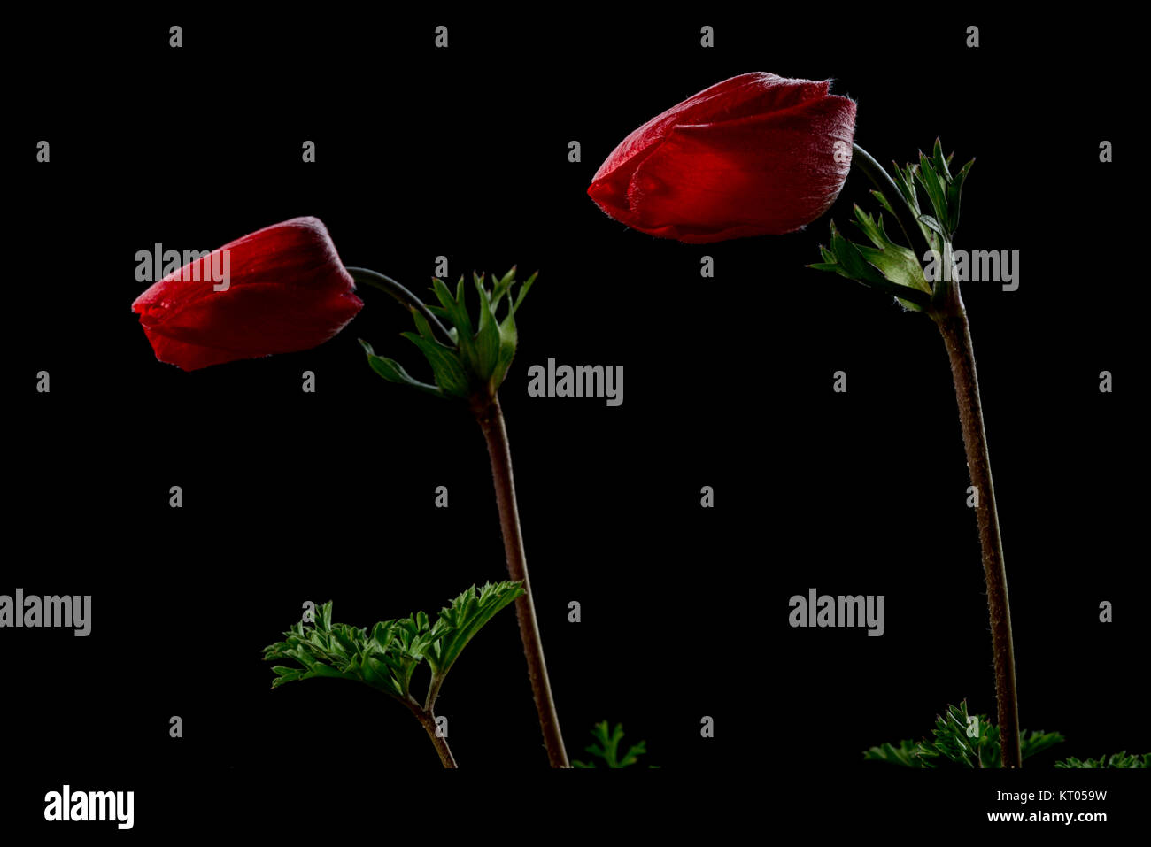 Anemone is a genus of about 200 species of flowering plants in the ...