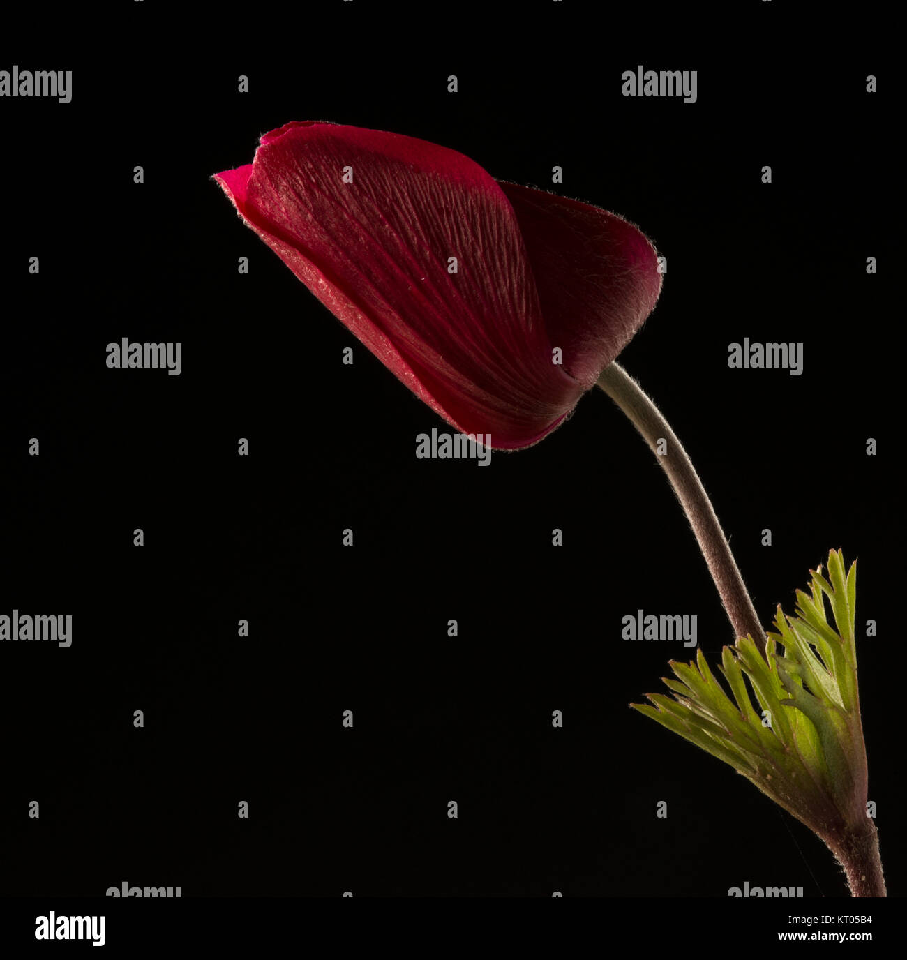Anemone is a genus of about 200 species of flowering plants in the ...