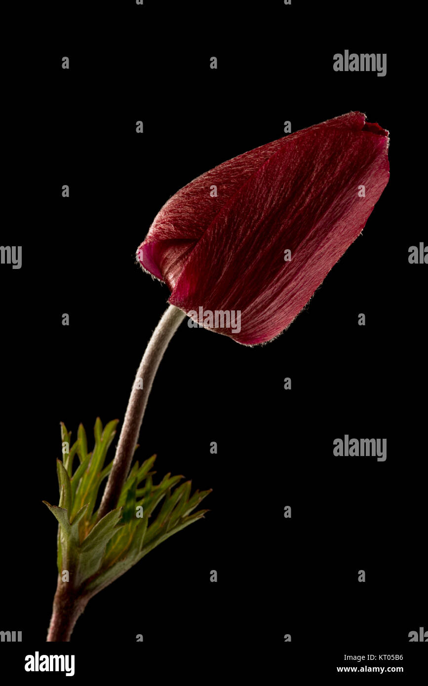 Anemone is a genus of about 200 species of flowering plants in the ...