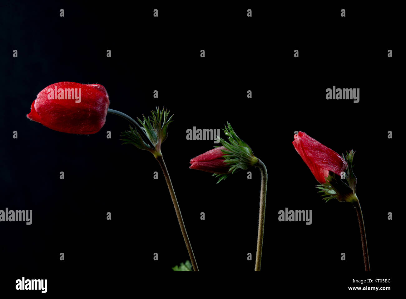 Anemone is a genus of about 200 species of flowering plants in the ...
