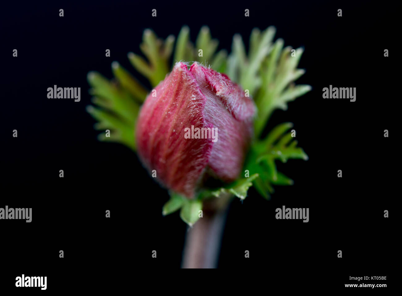 Anemone is a genus of about 200 species of flowering plants in the ...