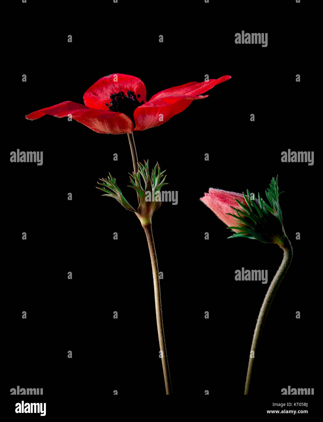 Anemone is a genus of about 200 species of flowering plants in the ...