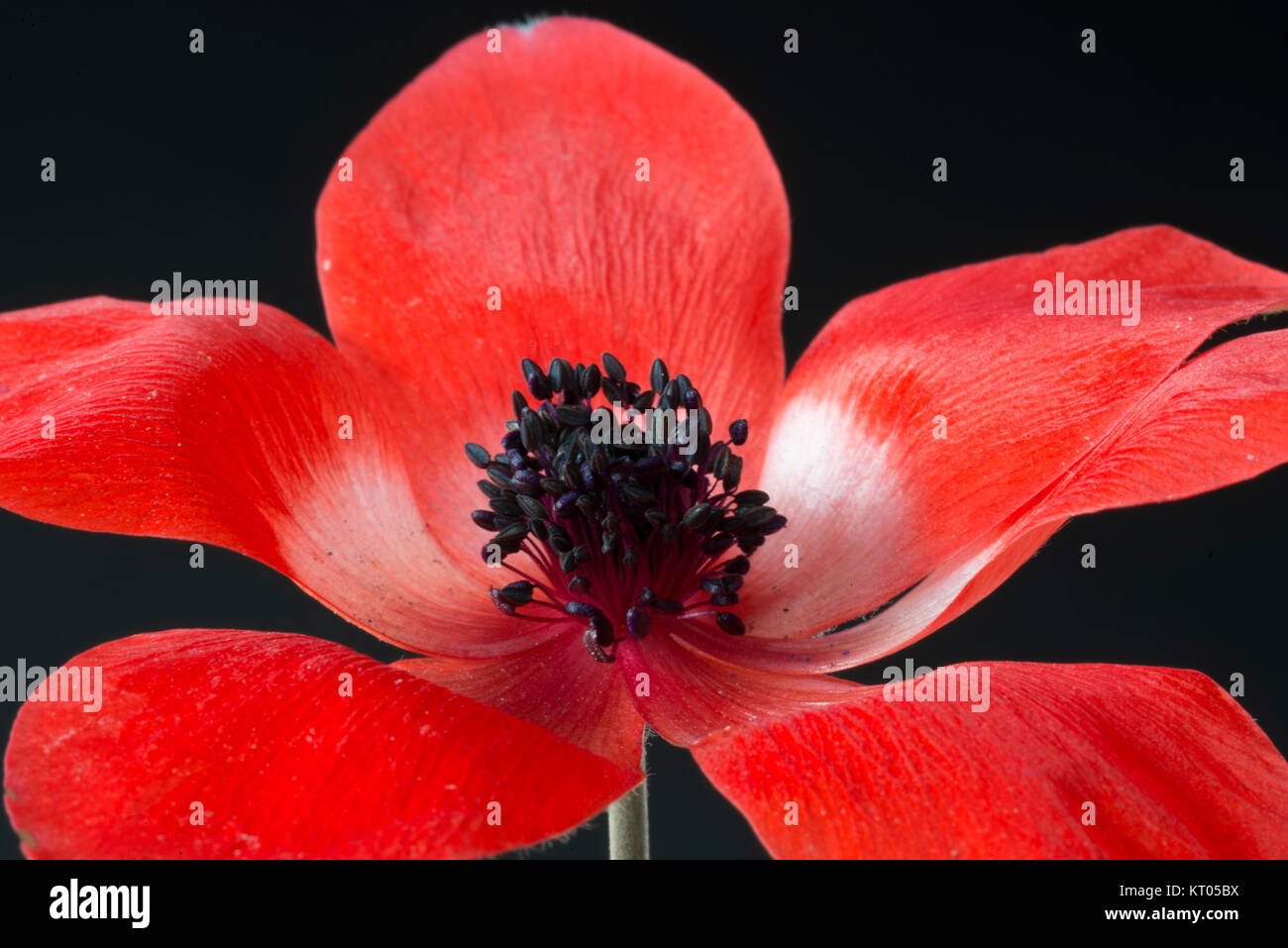 Anemone is a genus of about 200 species of flowering plants in the ...