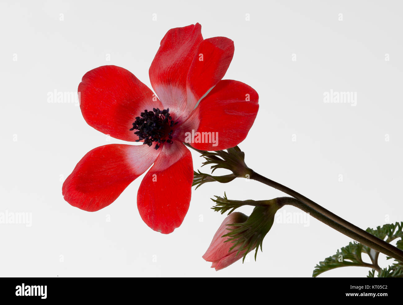 Anemone is a genus of about 200 species of flowering plants in the ...
