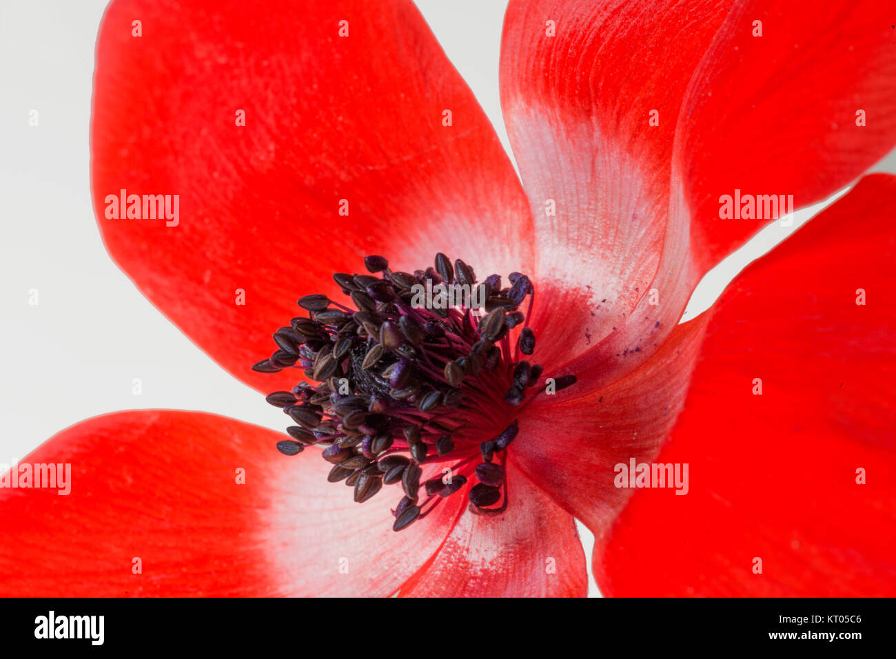 Anemone is a genus of about 200 species of flowering plants in the ...