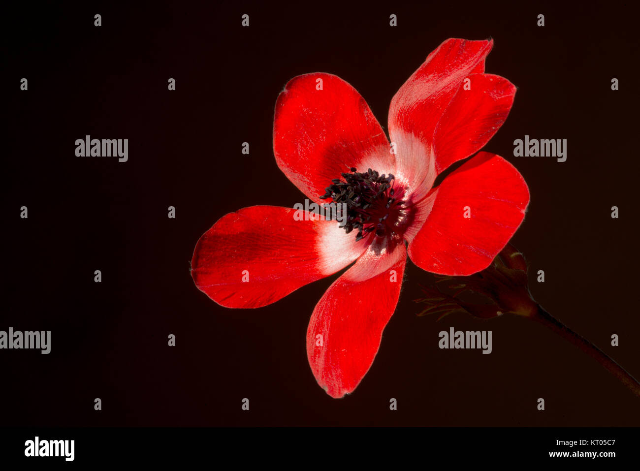 Anemone is a genus of about 200 species of flowering plants in the ...