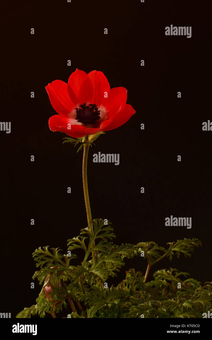 Anemone is a genus of about 200 species of flowering plants in the ...