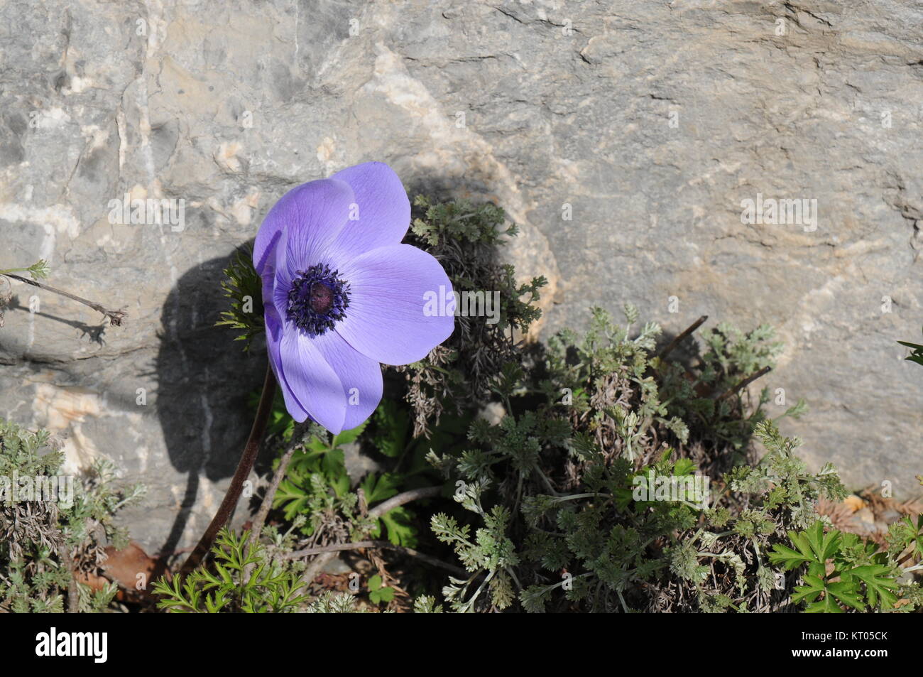 Anemone is a genus of about 200 species of flowering plants in the ...
