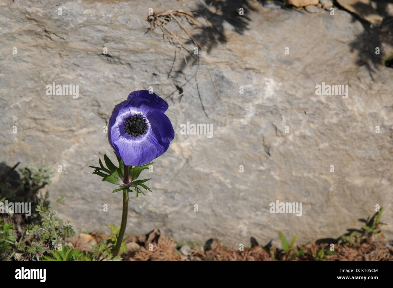 Anemone is a genus of about 200 species of flowering plants in the ...