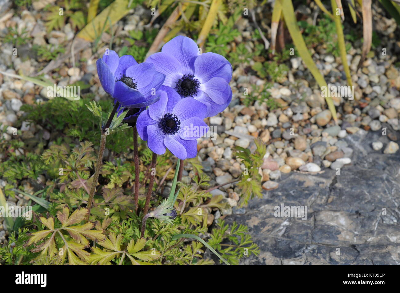 Anemone is a genus of about 200 species of flowering plants in the ...