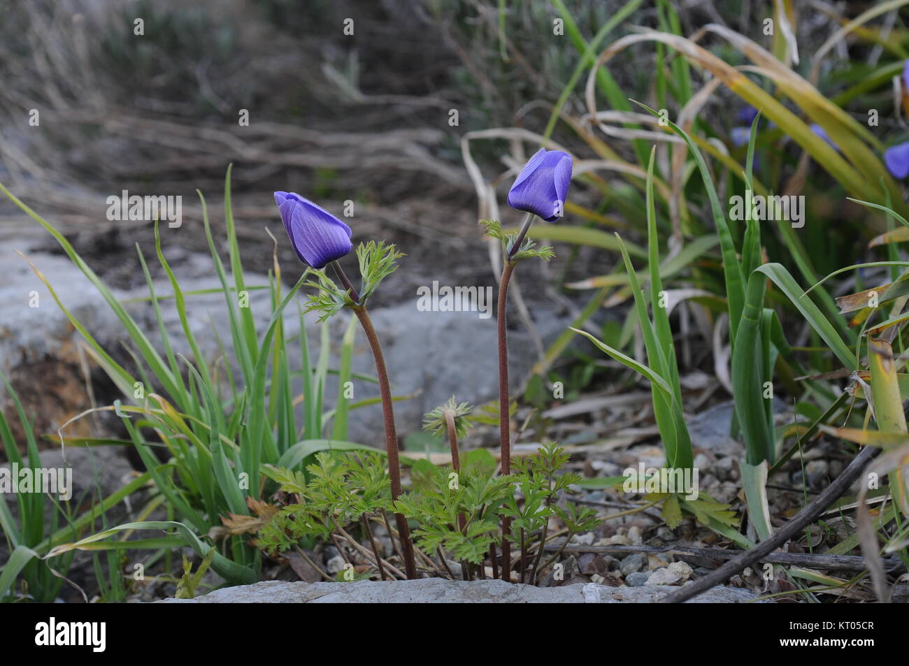 Anemone is a genus of about 200 species of flowering plants in the ...