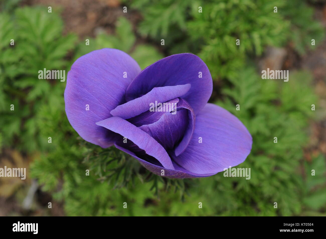 Anemone is a genus of about 200 species of flowering plants in the ...