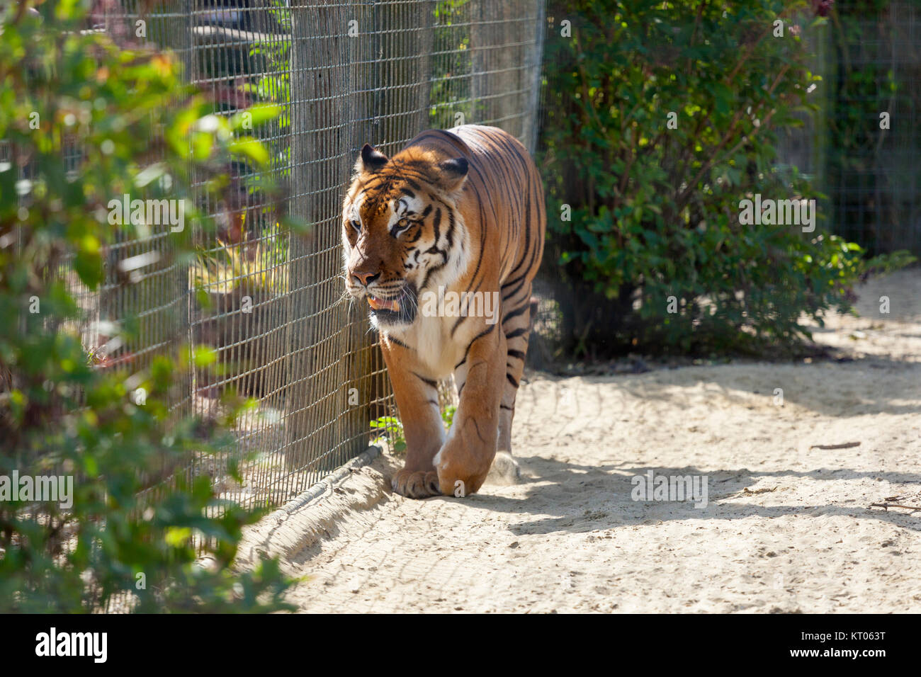 Zoo Isle Of Wight Sandown Tiger High Resolution Stock Photography and ...