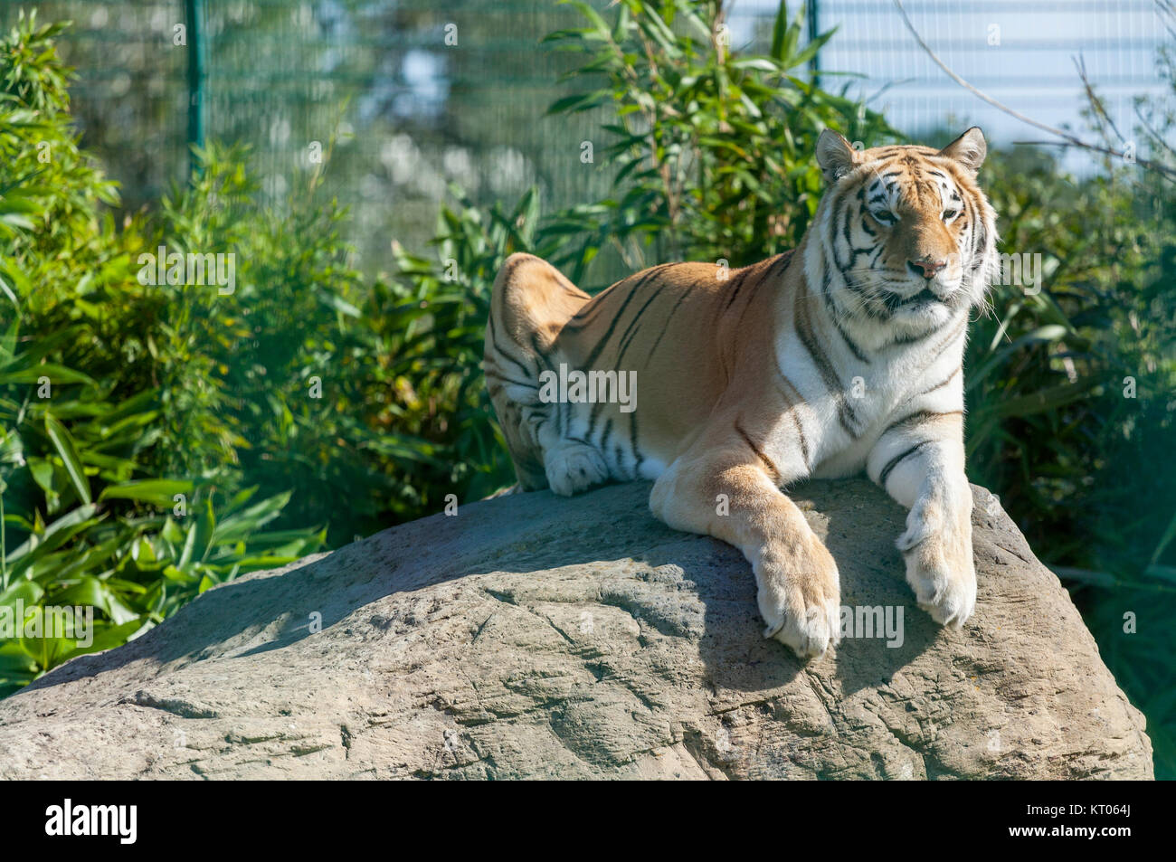 Zia, Tiger, Isle of Wight Zoo Stock Photo - Alamy
