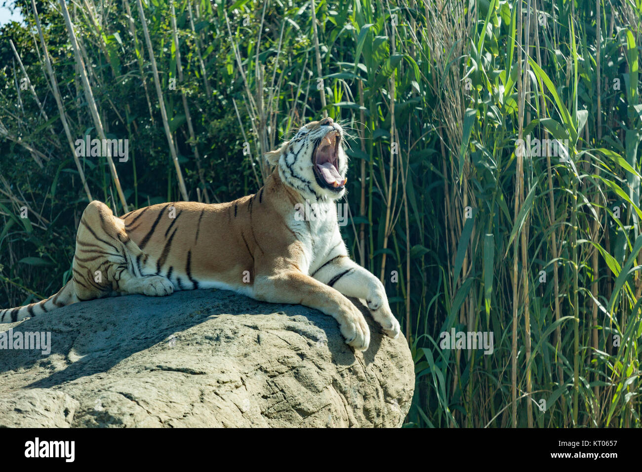 Saving tigers hi-res stock photography and images - Alamy