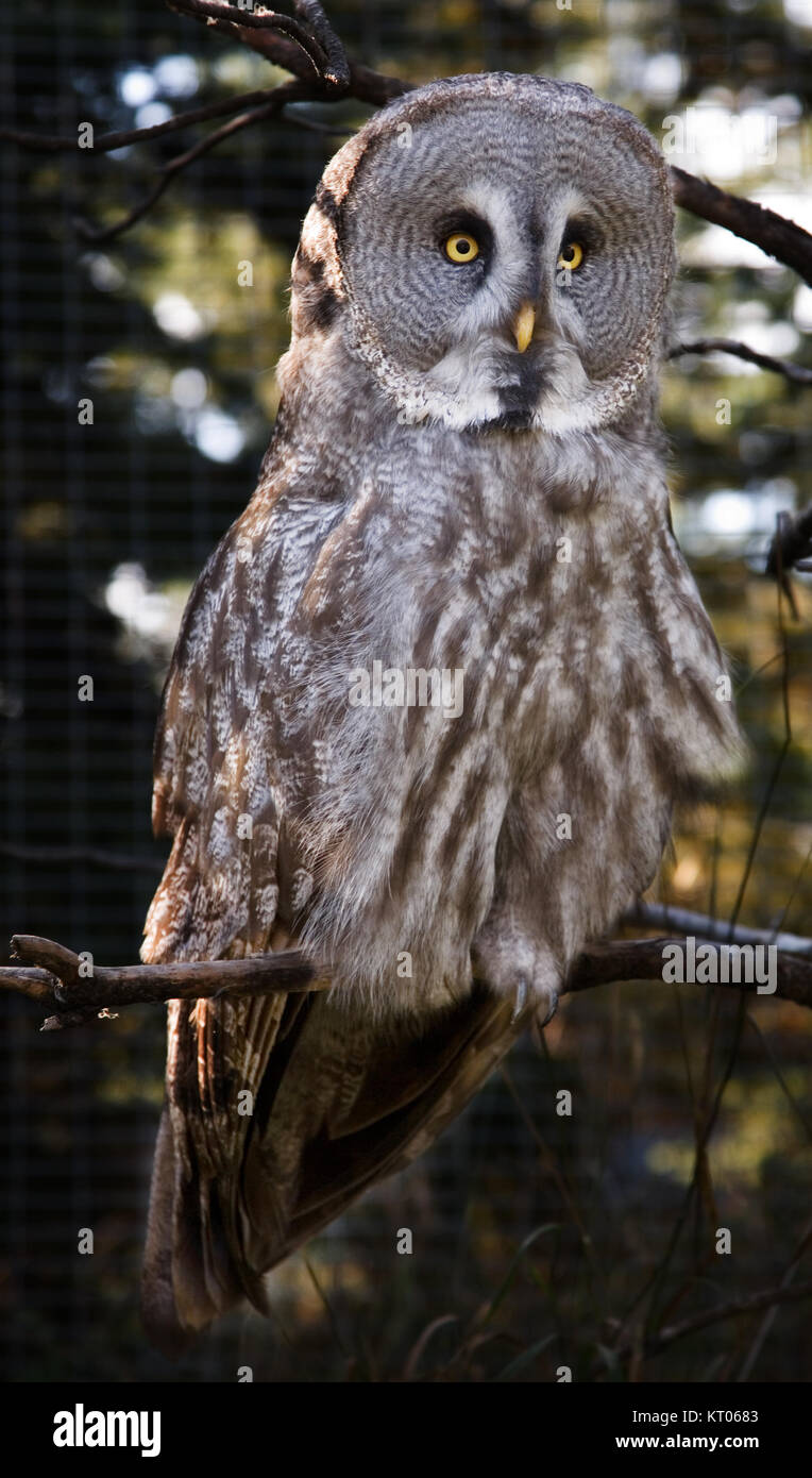 Calgary alberta zoo hi-res stock photography and images - Alamy