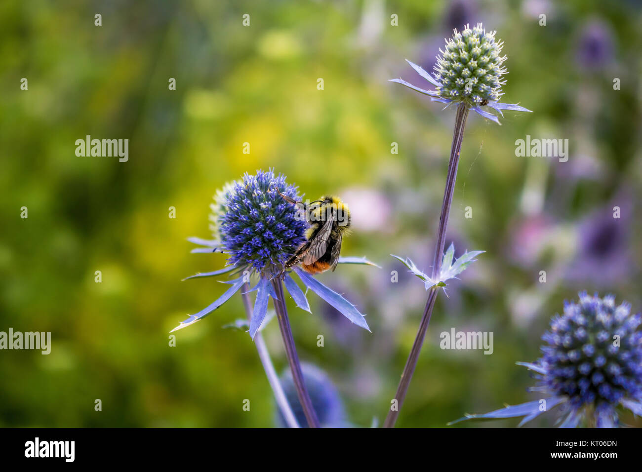 Bloom bee hi-res stock photography and images - Alamy
