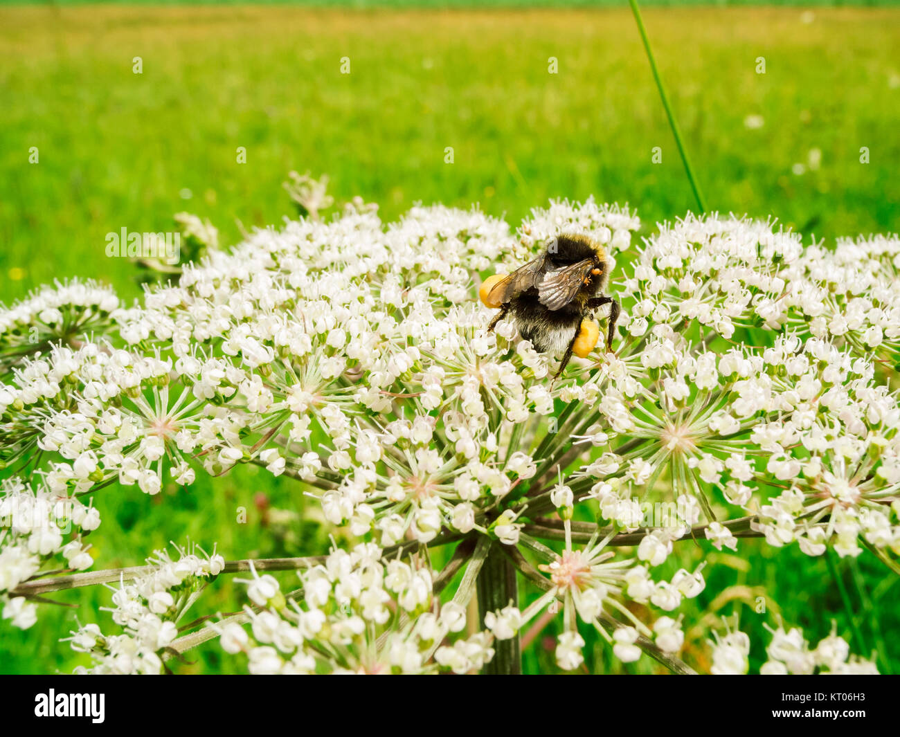 Wide-angle close-up of a mite-infested dark bumblebee (Bombus ...