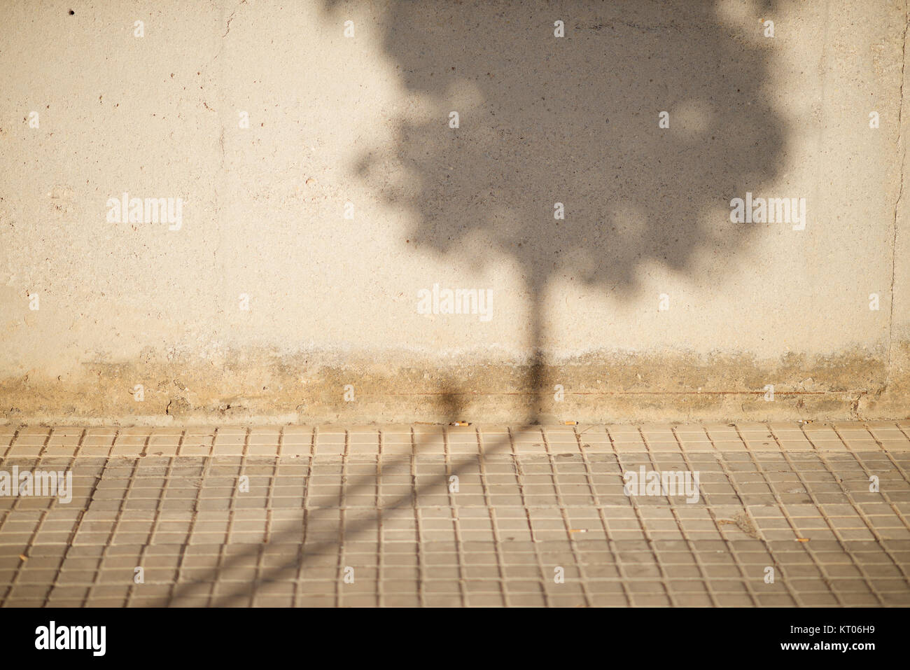 Shadow of a tree against a wall Stock Photo - Alamy