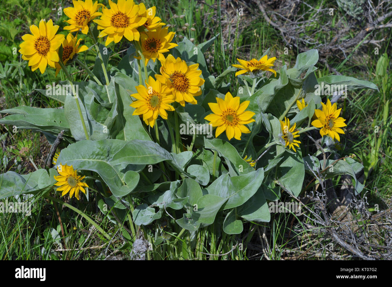 Arrowleaf Balsamroot is a flowering plant found in Yellowstone National ...