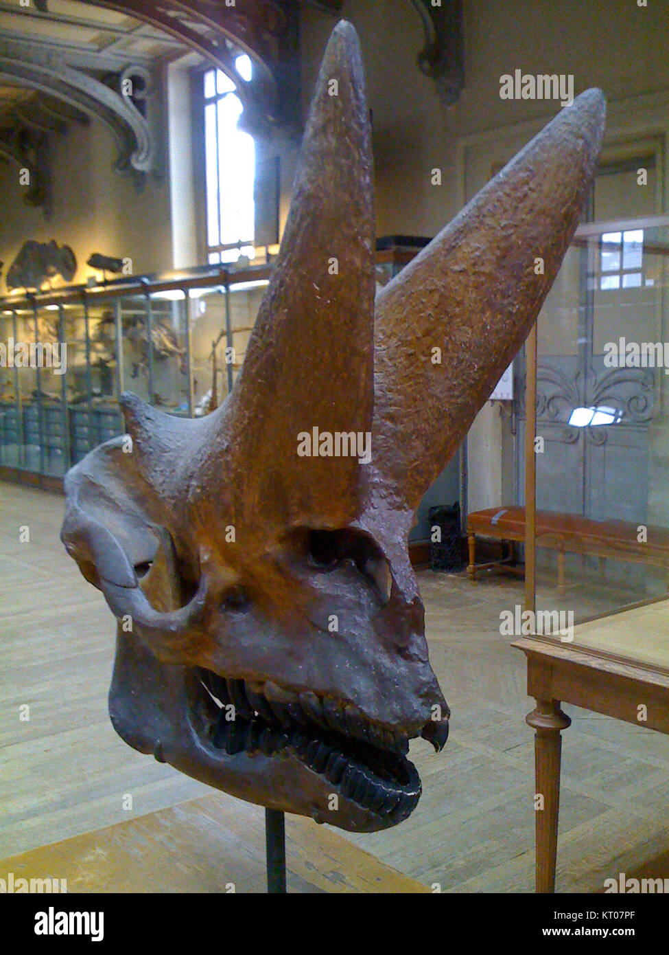 A fossil skull of Arsinoitherium, an extinct genus of herbivorous ...