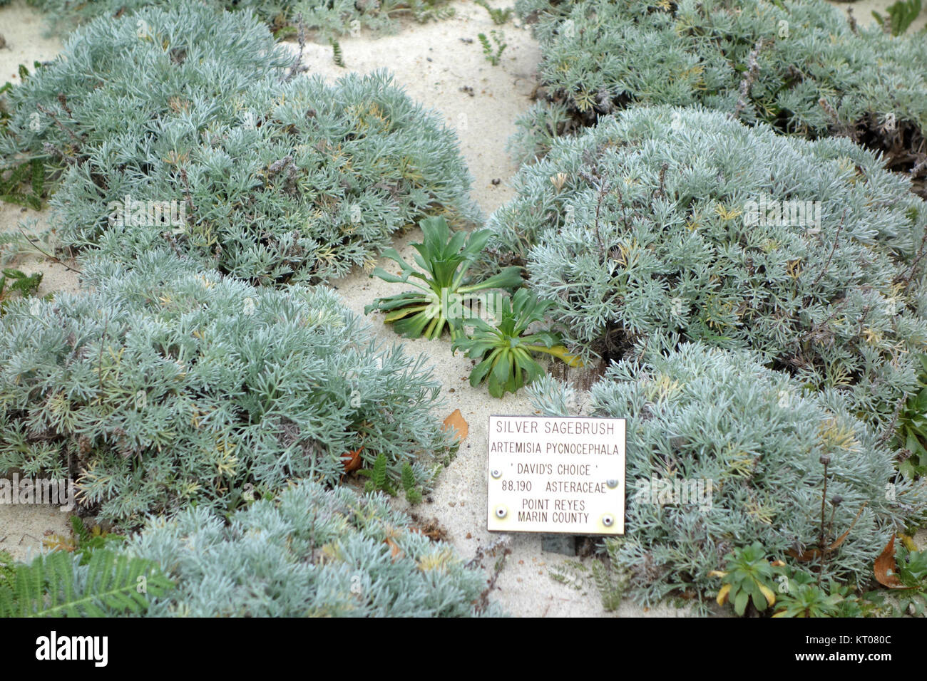 Artemisia pycnocephala 'David's Choice' is a drought-tolerant shrub ...