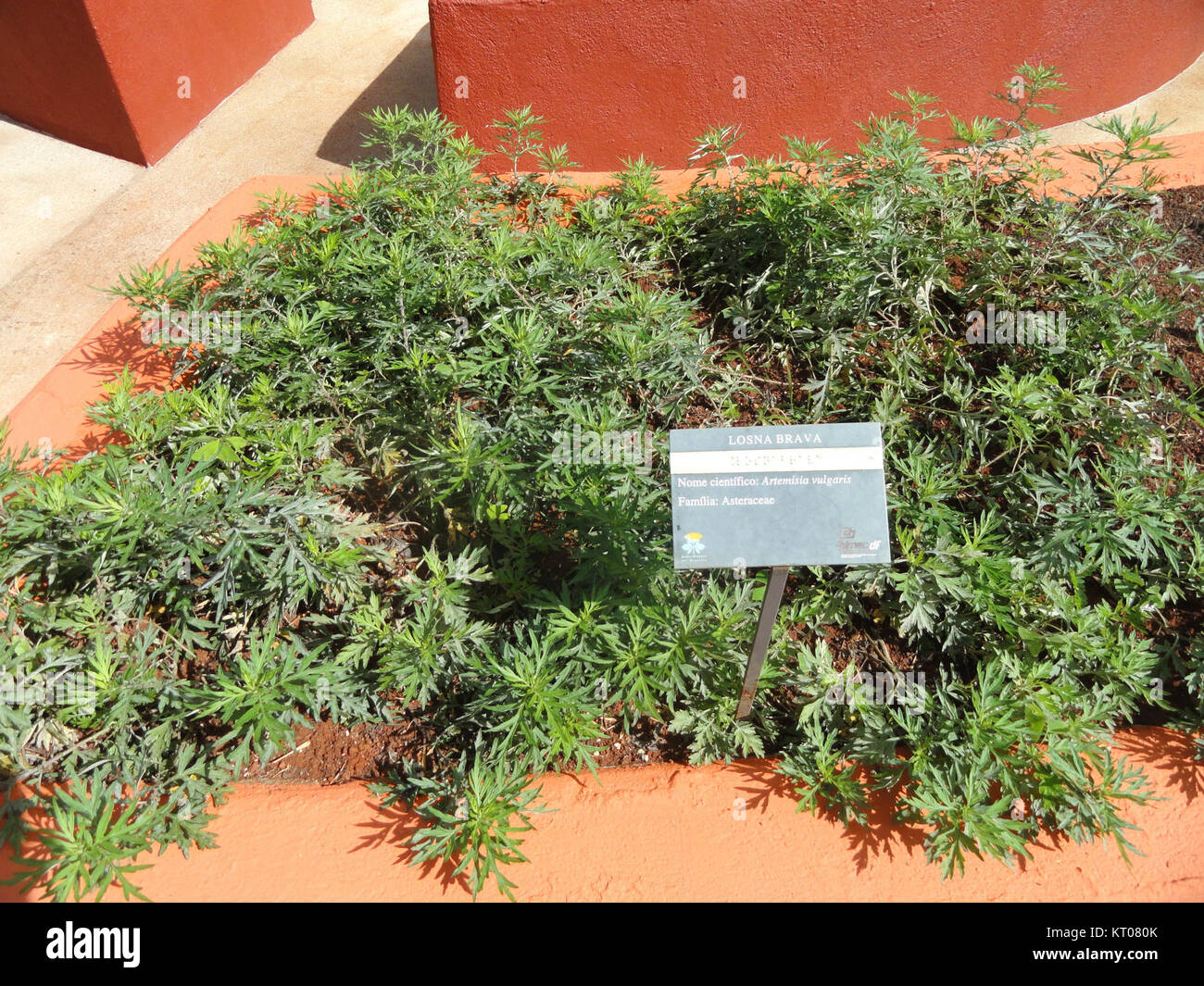 Artemisia vulgaris, also known as mugwort, is a perennial herb widely ...