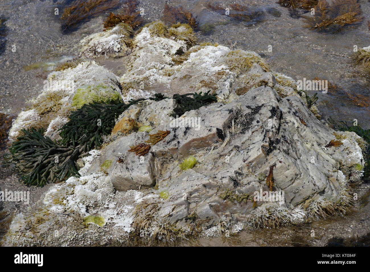 The Arthur-Pieman Conservation Area in Tasmania is known for its ...