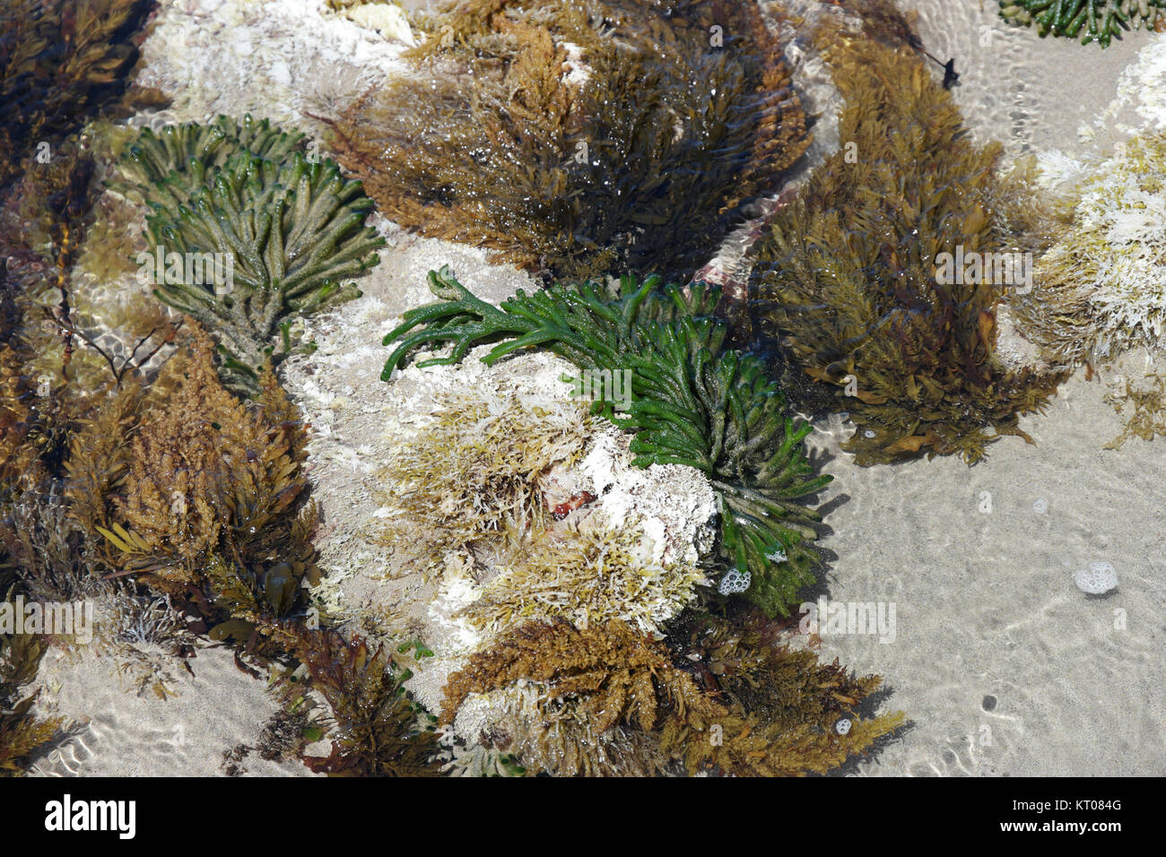 The Arthur-Pieman Conservation Area in Tasmania is a protected region ...