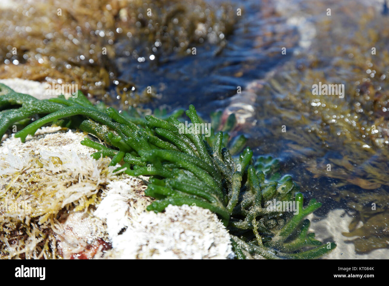 The Arthur-Pieman Conservation Area in Tasmania, known for its rich ...